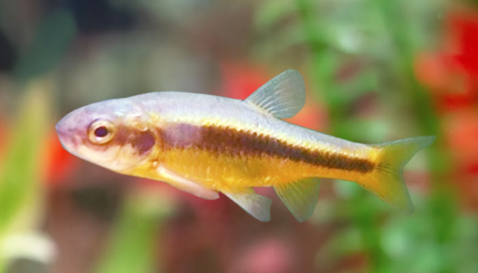 19 Most Popular Types of Barb Fish | Fishkeeping World