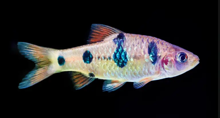 19 Most Popular Types of Barb Fish | Fishkeeping World