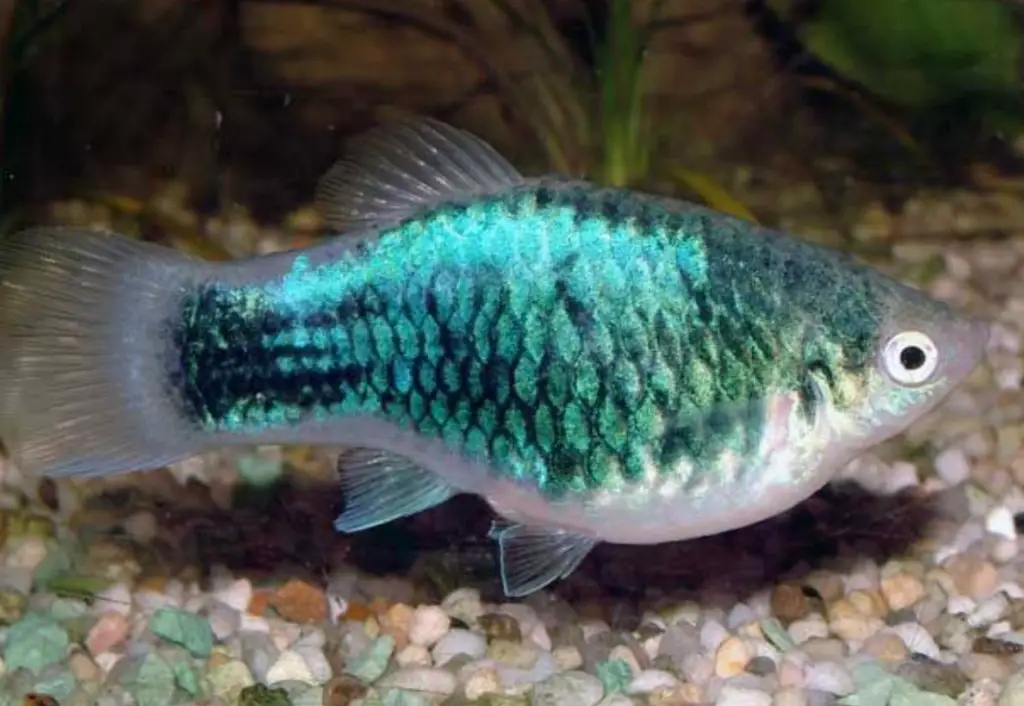 19 Most Popular Types of Platy Fish | Fishkeeping World