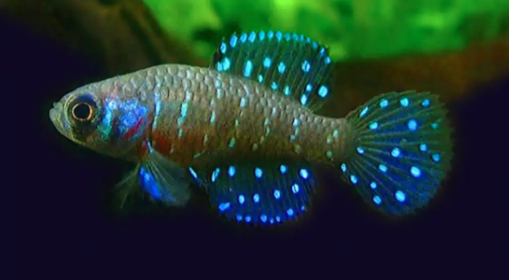 13 Most Popular Types of Killifish | Fishkeeping World