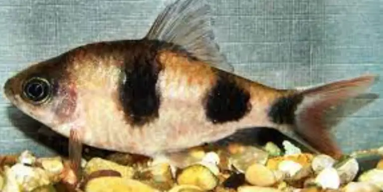 19 Most Popular Types of Barb Fish | Fishkeeping World
