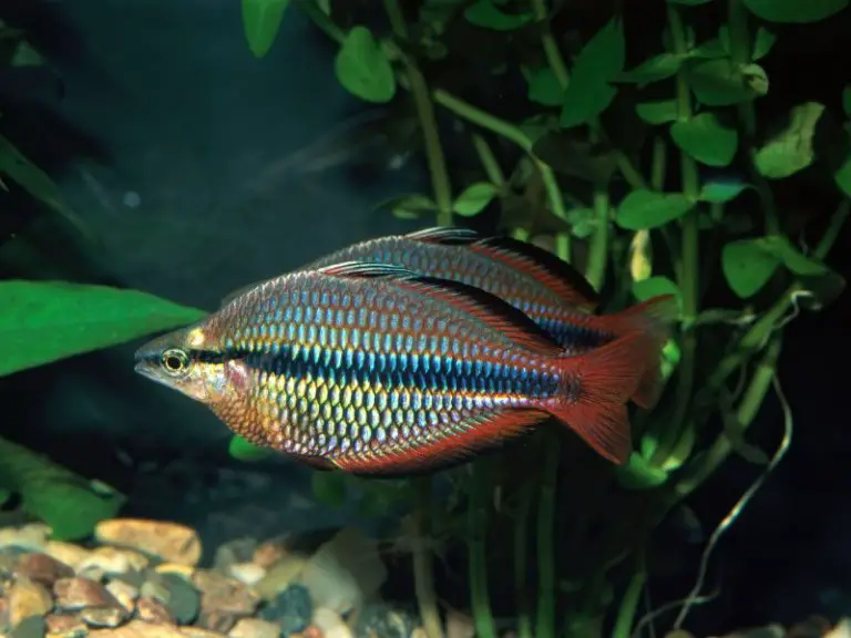 11 Most Popular Types of Rainbowfish | Fishkeeping World
