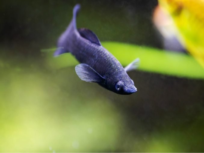 14 Most Popular Types of Molly Fish | Fishkeeping World