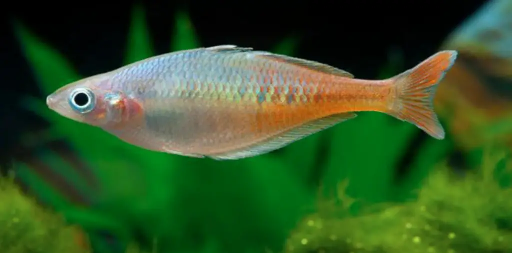 11 Most Popular Types of Rainbowfish | Fishkeeping World