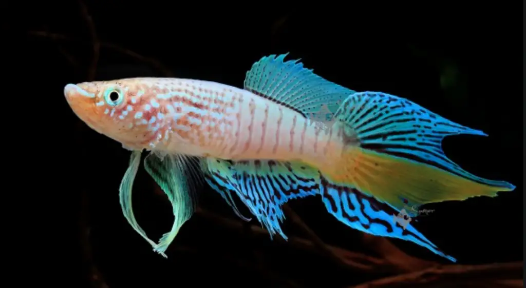 13 Most Popular Types of Killifish | Fishkeeping World