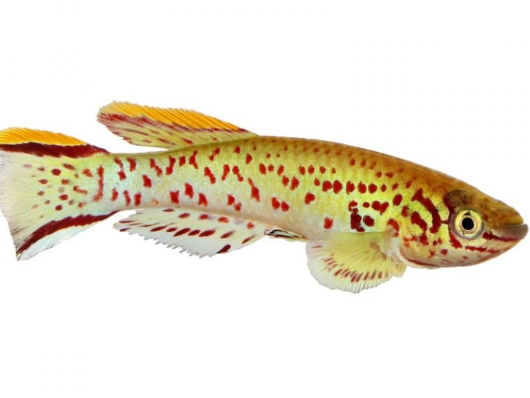 13 Most Popular Types of Killifish | Fishkeeping World