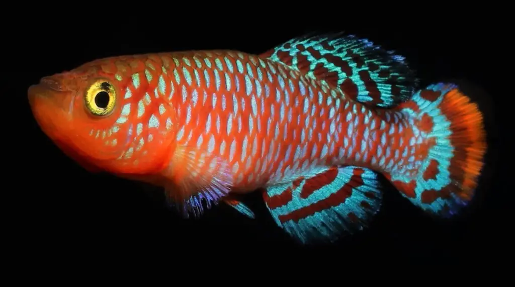 13 Most Popular Types of Killifish | Fishkeeping World