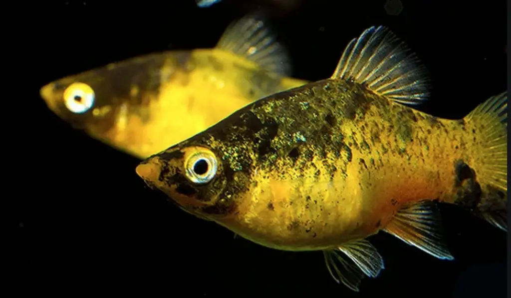 19 Most Popular Types of Platy Fish | Fishkeeping World