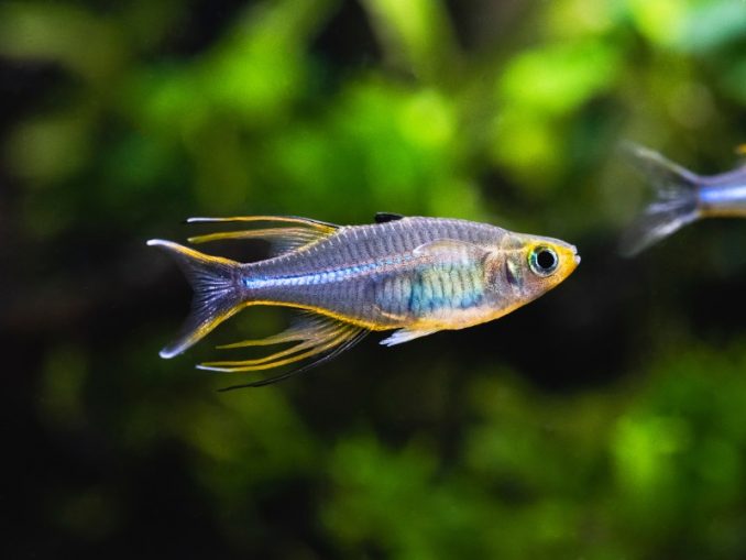 11 Most Popular Types of Rainbowfish | Fishkeeping World
