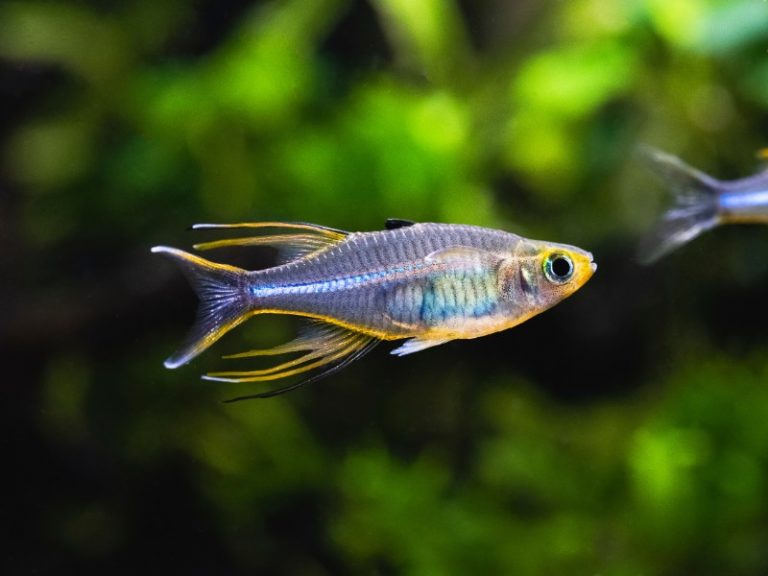 11 Most Popular Types of Rainbowfish | Fishkeeping World