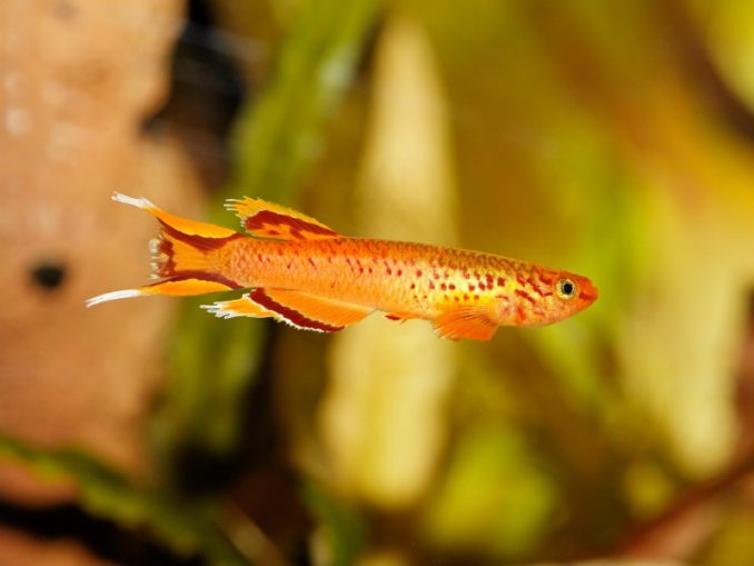 13 Most Popular Types of Killifish | Fishkeeping World