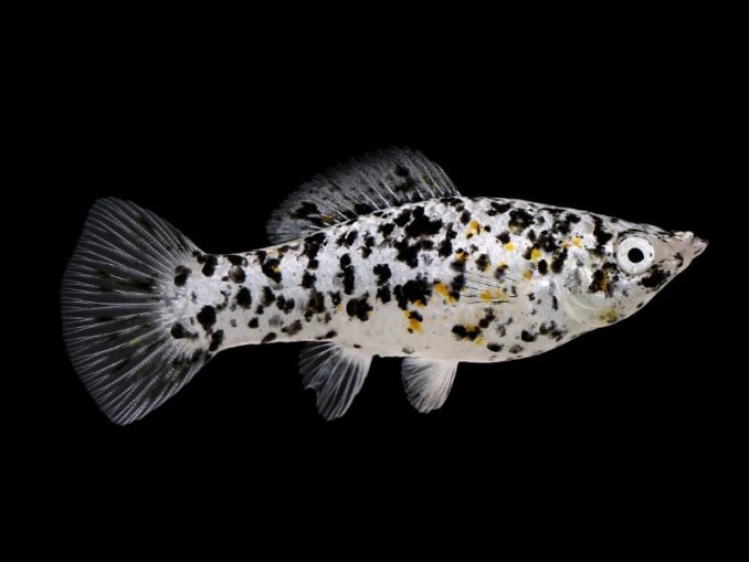 19 Most Popular Types of Platy Fish | Fishkeeping World