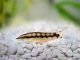 9 Most Popular Types of Loaches | Fishkeeping World