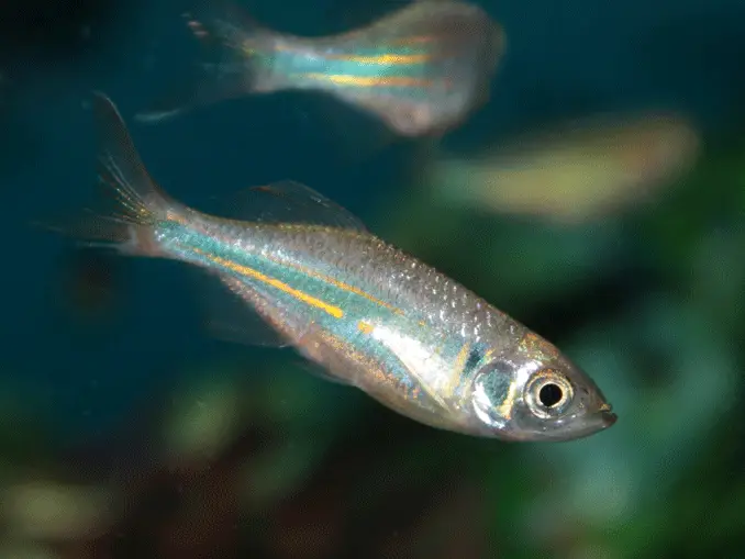 12 Most Popular Types of Danios | Fishkeeping World