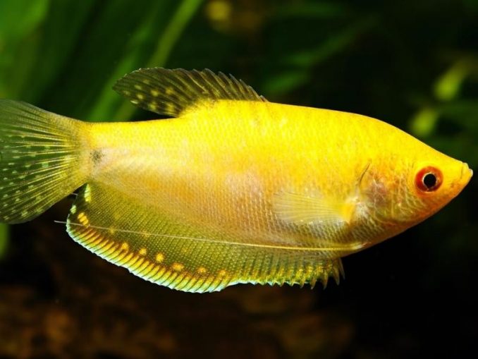 15 Most Popular Gourami Types | Fishkeeping World