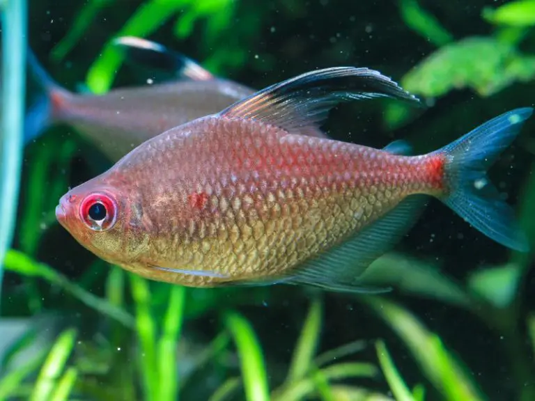 19 Most Popular Types of Barb Fish | Fishkeeping World
