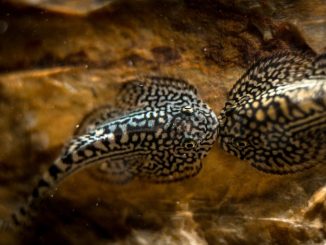 9 Most Popular Types of Loaches | Fishkeeping World