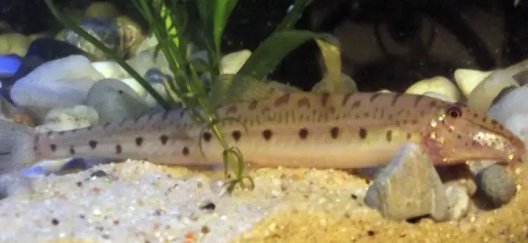 9 Most Popular Types of Loaches | Fishkeeping World