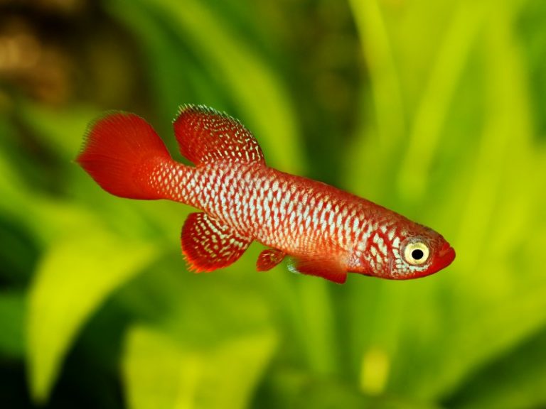 13 Most Popular Types of Killifish | Fishkeeping World