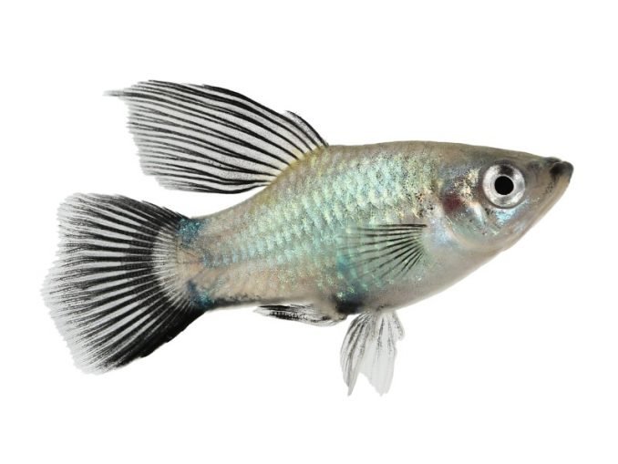 19 Most Popular Types of Platy Fish | Fishkeeping World