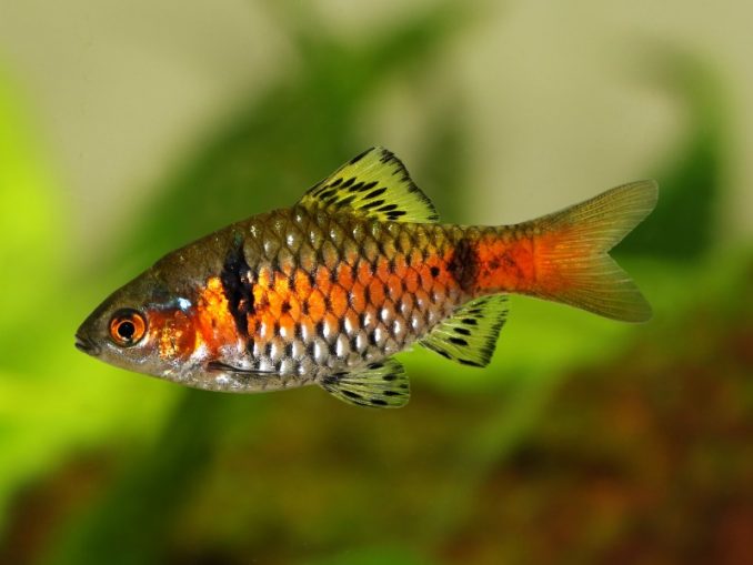 19 Most Popular Types of Barb Fish | Fishkeeping World