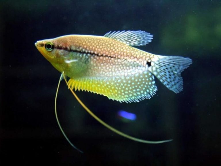 15 Most Popular Gourami Types | Fishkeeping World