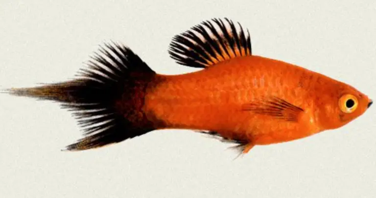 19 Most Popular Types of Platy Fish | Fishkeeping World