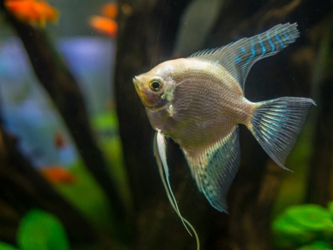 10 Most Popular Types of Angelfish | Fishkeeping World