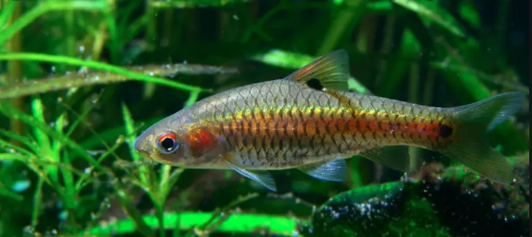 19 Most Popular Types of Barb Fish | Fishkeeping World