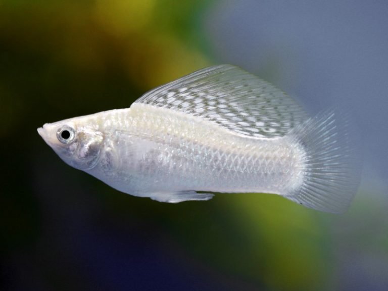 14 Most Popular Types of Molly Fish | Fishkeeping World