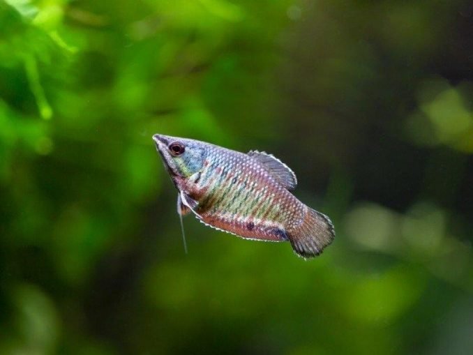 15 Most Popular Gourami Types | Fishkeeping World