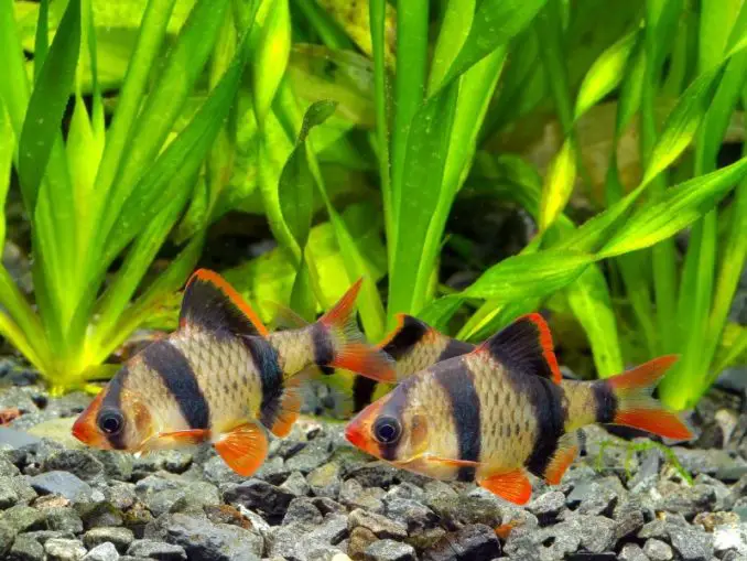 19 Most Popular Types of Barb Fish | Fishkeeping World