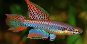 13 Most Popular Types of Killifish | Fishkeeping World