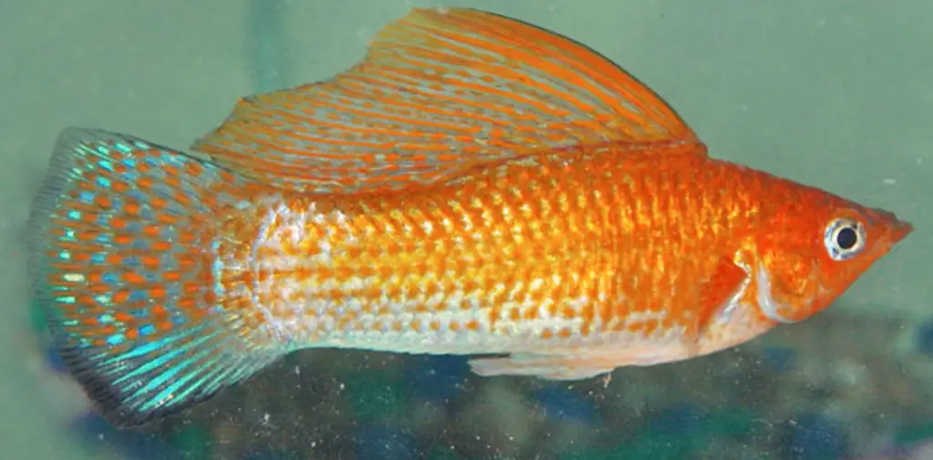 14 Most Popular Types of Molly Fish | Fishkeeping World