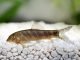 9 Most Popular Types of Loaches | Fishkeeping World