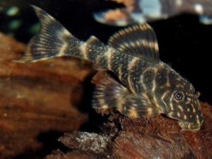 Clown Pleco Care Guide & Species Profile | Fishkeeping World
