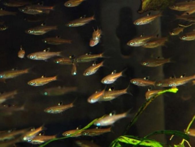 Emerald Eye Rasbora Care Guide and Species Profile | Fishkeeping World