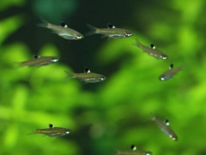 Emerald Eye Rasbora Care Guide and Species Profile | Fishkeeping World