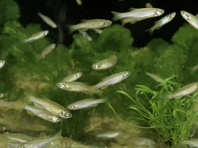 Leopard Danio Care Guide & Species Profile | Fishkeeping World