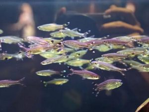 Scissortail Rasbora Care Guide & Species Profile | Fishkeeping World