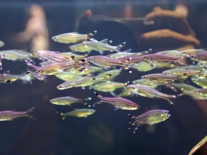 Scissortail Rasbora Care Guide & Species Profile | Fishkeeping World