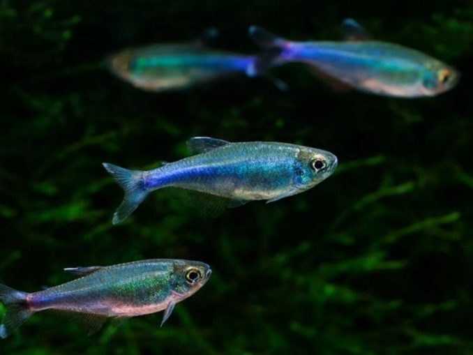 Blue Tetra Care Guide & Species Profile | Fishkeeping World