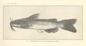 Ich Treatment & Prevention Guide | Fishkeeping World