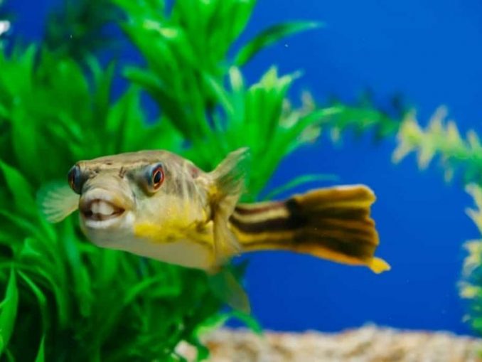 Red Eye Puffer Care Guide & Species Overview | Fishkeeping World
