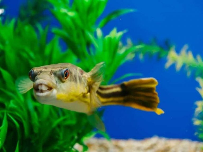 The Complete Freshwater Puffer Fish Care Guide | Fishkeeping World