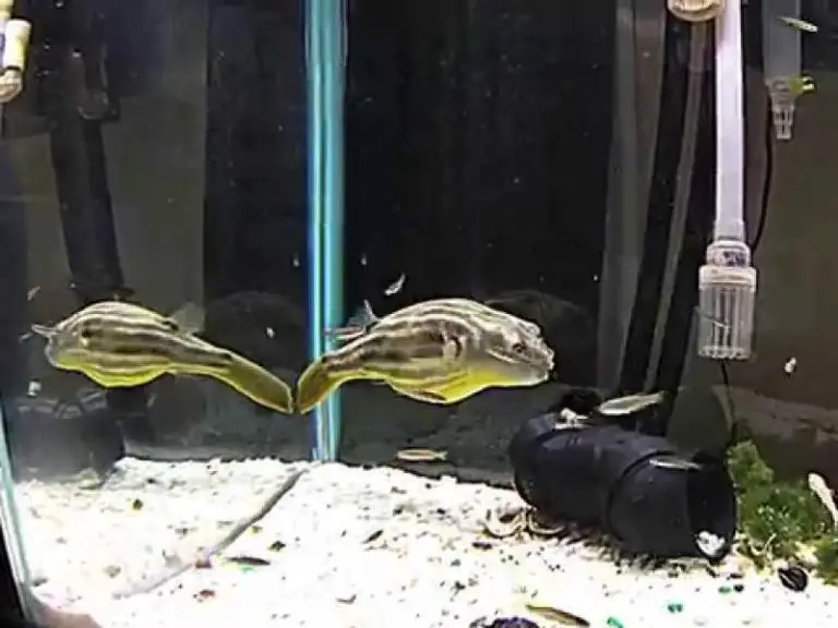 Fahaka Puffer Care Guide & Species Profile | Fishkeeping World