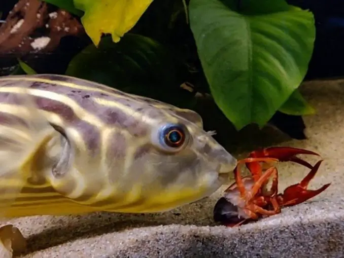 Fahaka Puffer Care Guide & Species Profile | Fishkeeping World