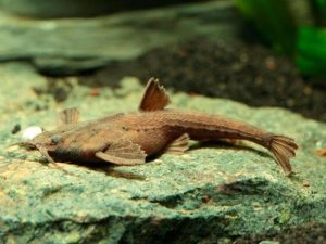 Banjo Catfish Care Guide & Species Profile | Fishkeeping World