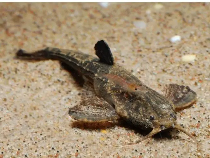 Banjo Catfish Care Guide & Species Profile | Fishkeeping World