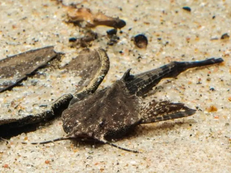 Banjo Catfish Care Guide & Species Profile | Fishkeeping World